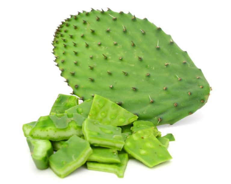 El nopal, alimento y cultura de México. / México a color